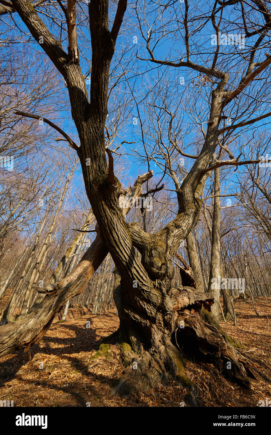 Huge centennial oak tree in hi-res stock photography and images - Alamy
