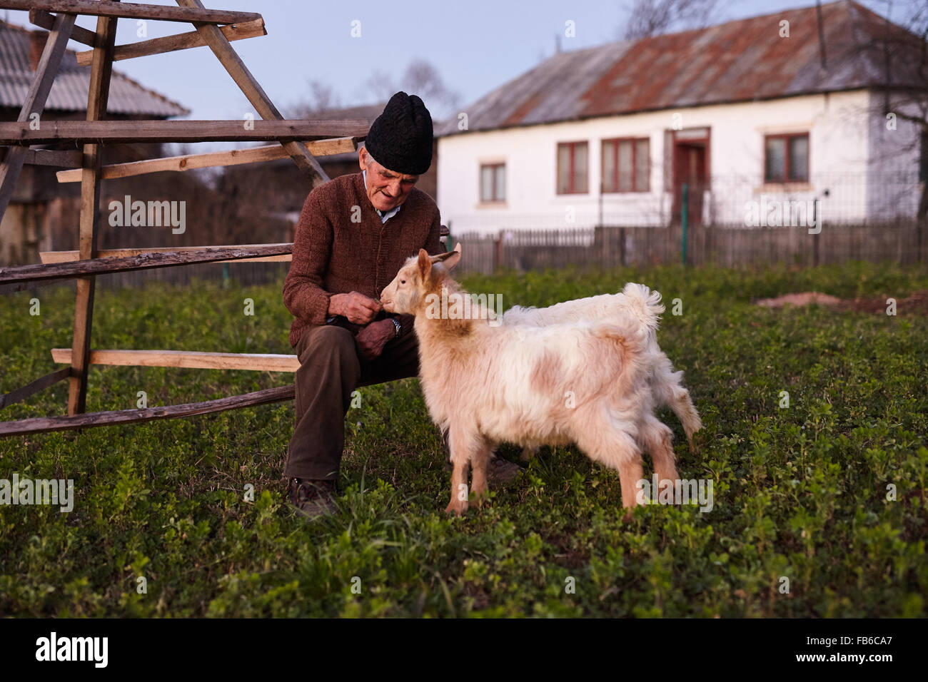 Old man feeding baby goats by hand in the countryside Stock Photo - Alamy