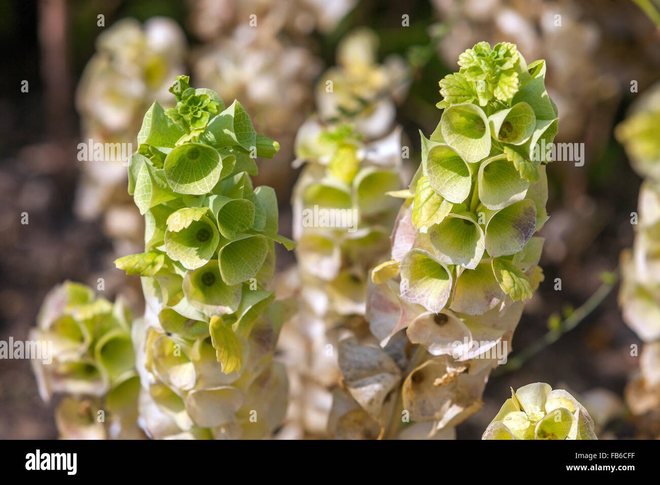 Moluccella laevis or Bells of Ireland, Shellflower, Shell flower Stock ...