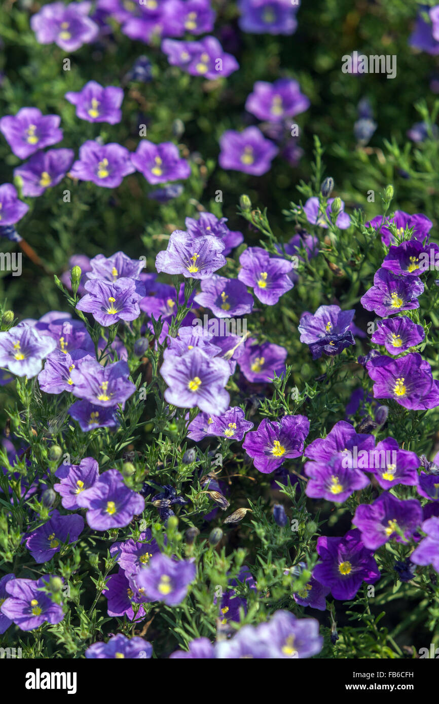 Nierembergia hippomanica hi-res stock photography and images - Alamy