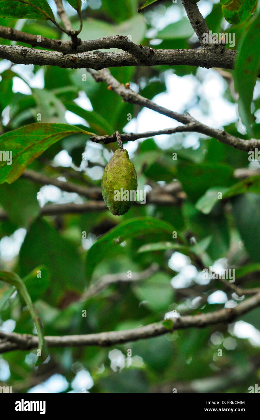 Hirada fruit, Terminalia chebbula, Myrobalans Medicinal Plant, Ahupe ...