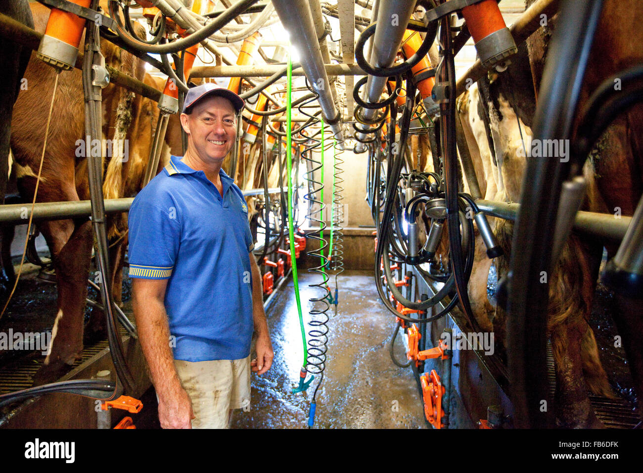 Australian dairy farmer in milking shed, Clunes, NSW, Australia Stock ...