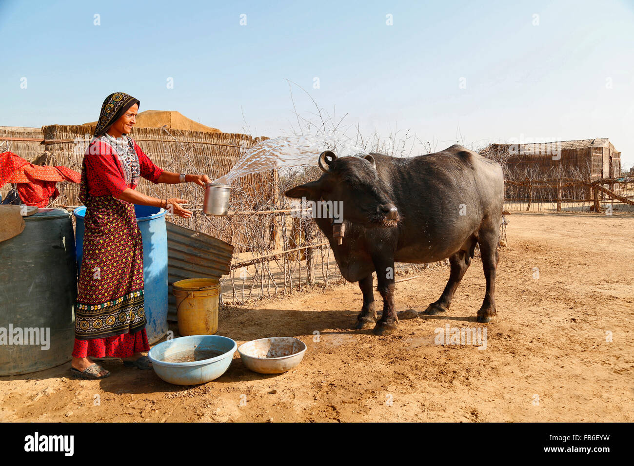 Fakirani Jat tribe, Woman washing buffalo, Kutch District, Gujarat ...