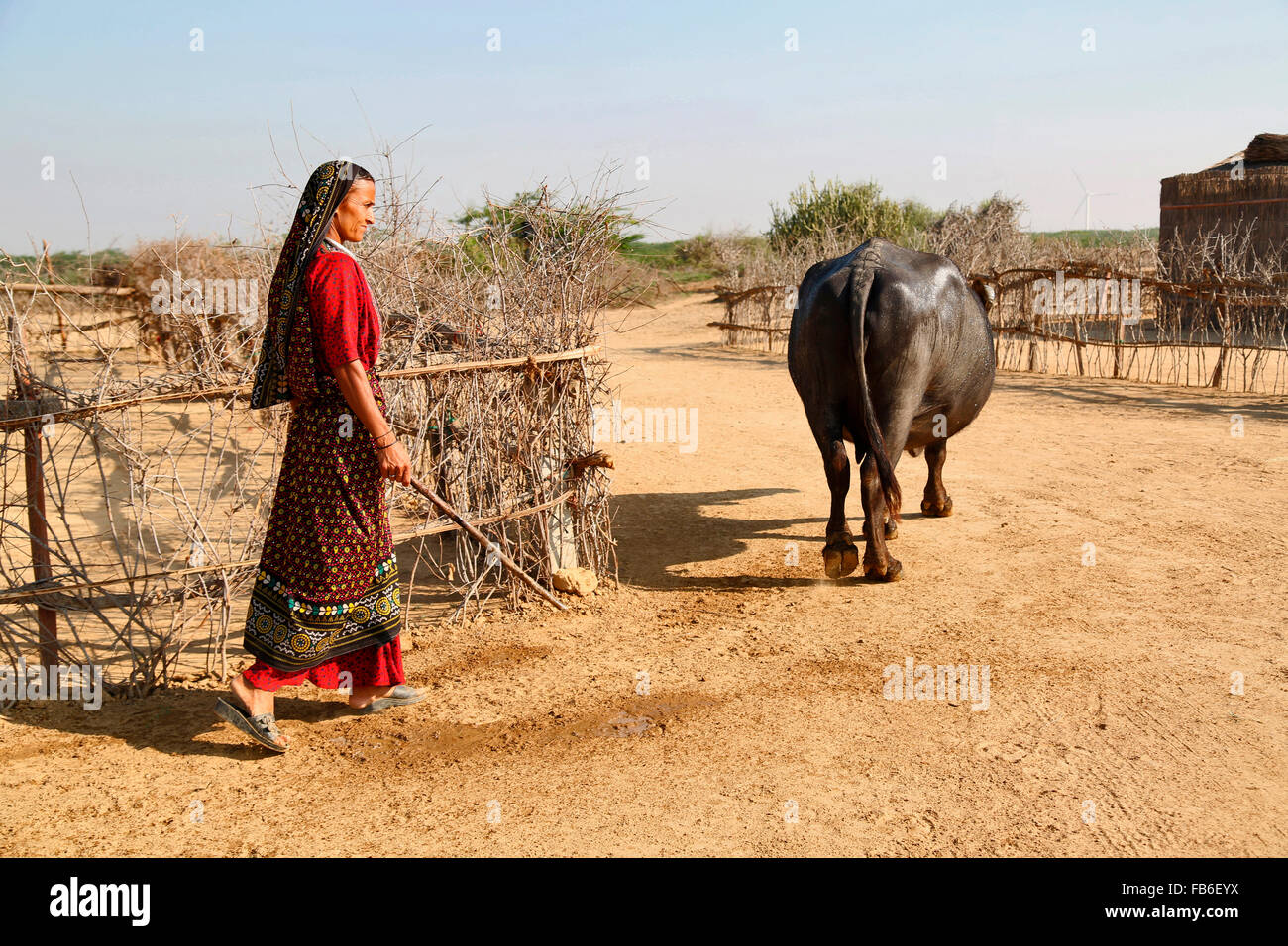Fakirani Jat tribe, Woman leading buffalo, Kutch District, Gujarat ...