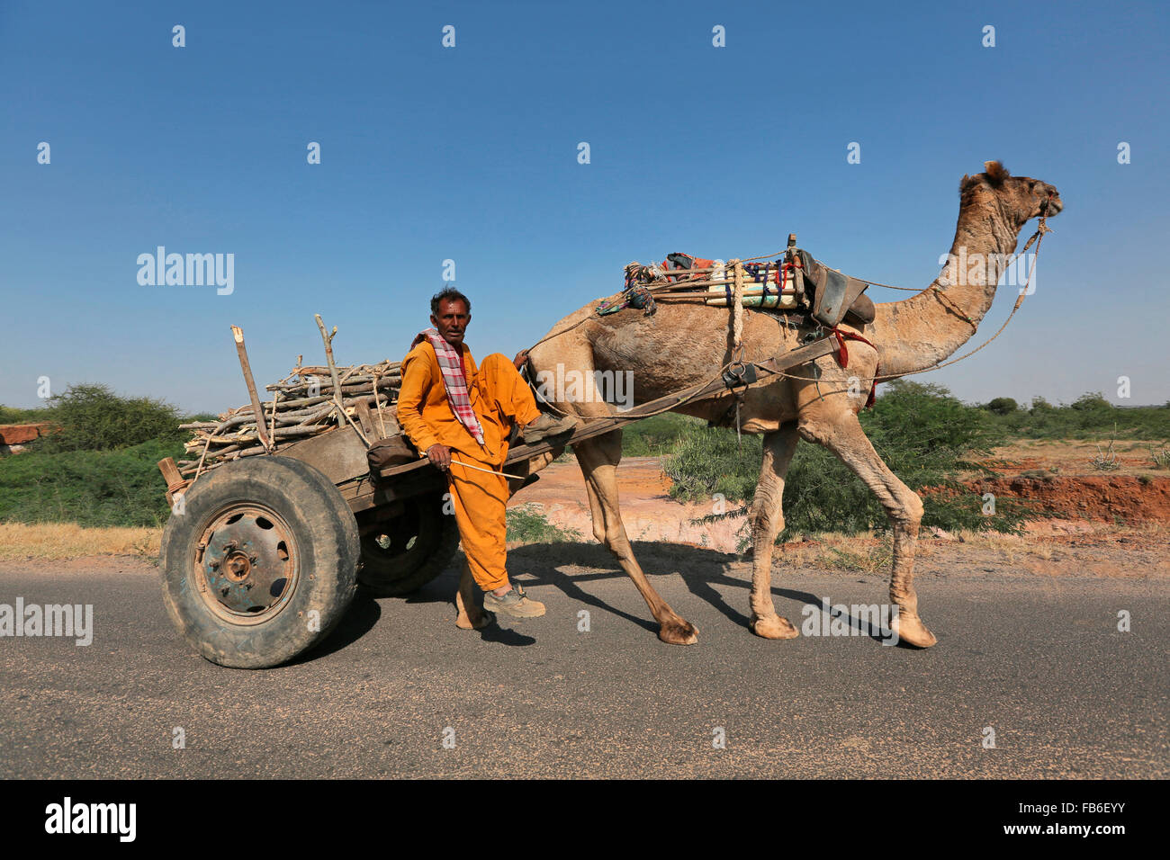 Camel cart kutch district gujarat hi-res stock photography and images ...