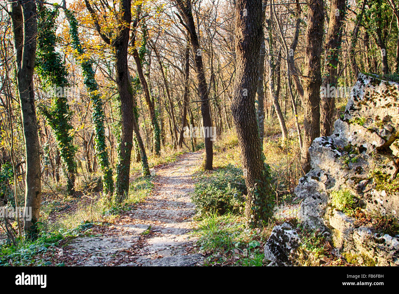 path through the trees in winter Stock Photo - Alamy