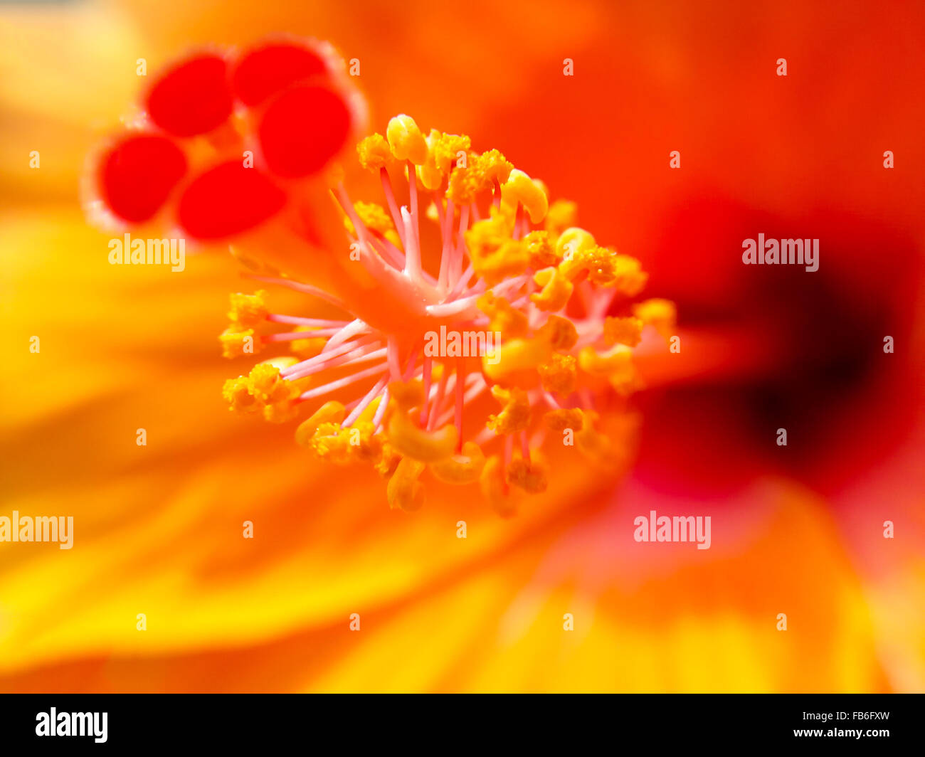 Pollen of hibiscus hi-res stock photography and images - Alamy