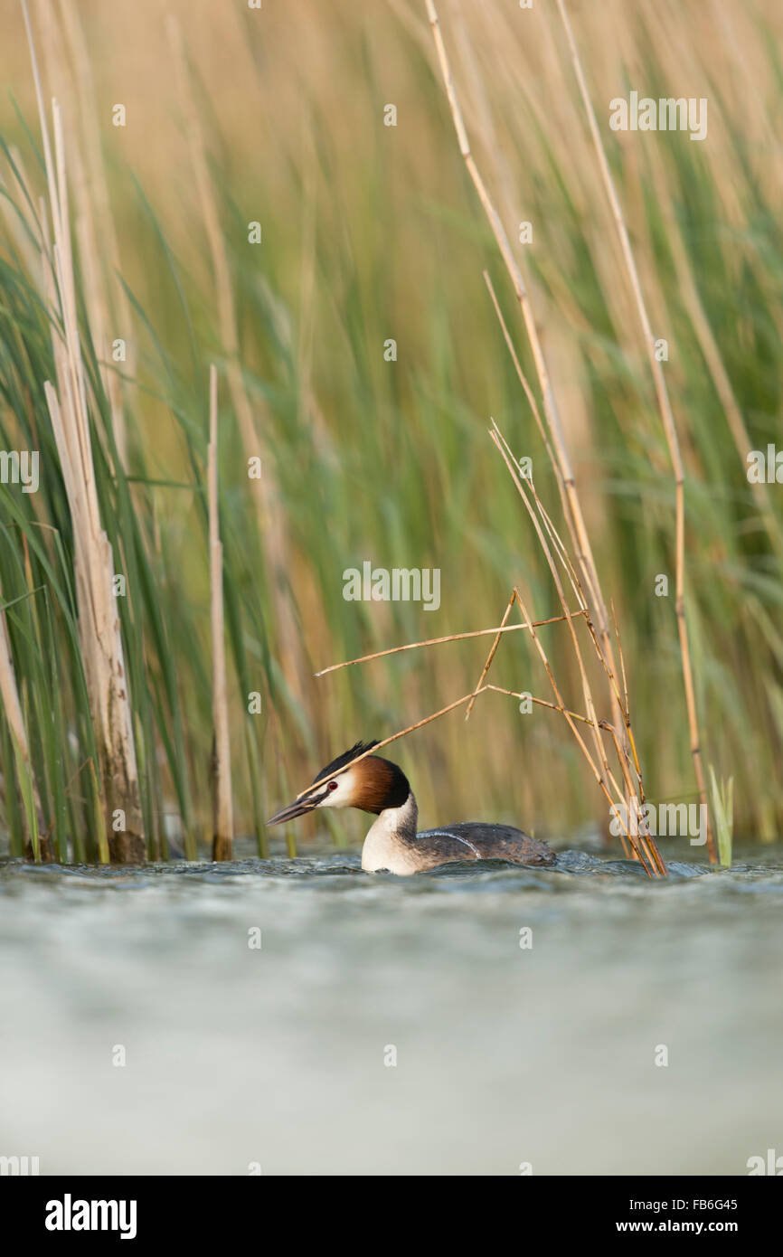 Great Crested Grebe / Haubentaucher ( Podiceps cristatus ) picking reed ...