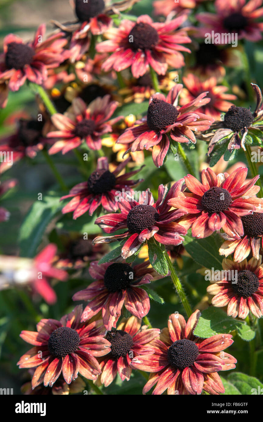 Rudbeckia hirta "Cherry Brandy" Red blooming Stock Photo - Alamy