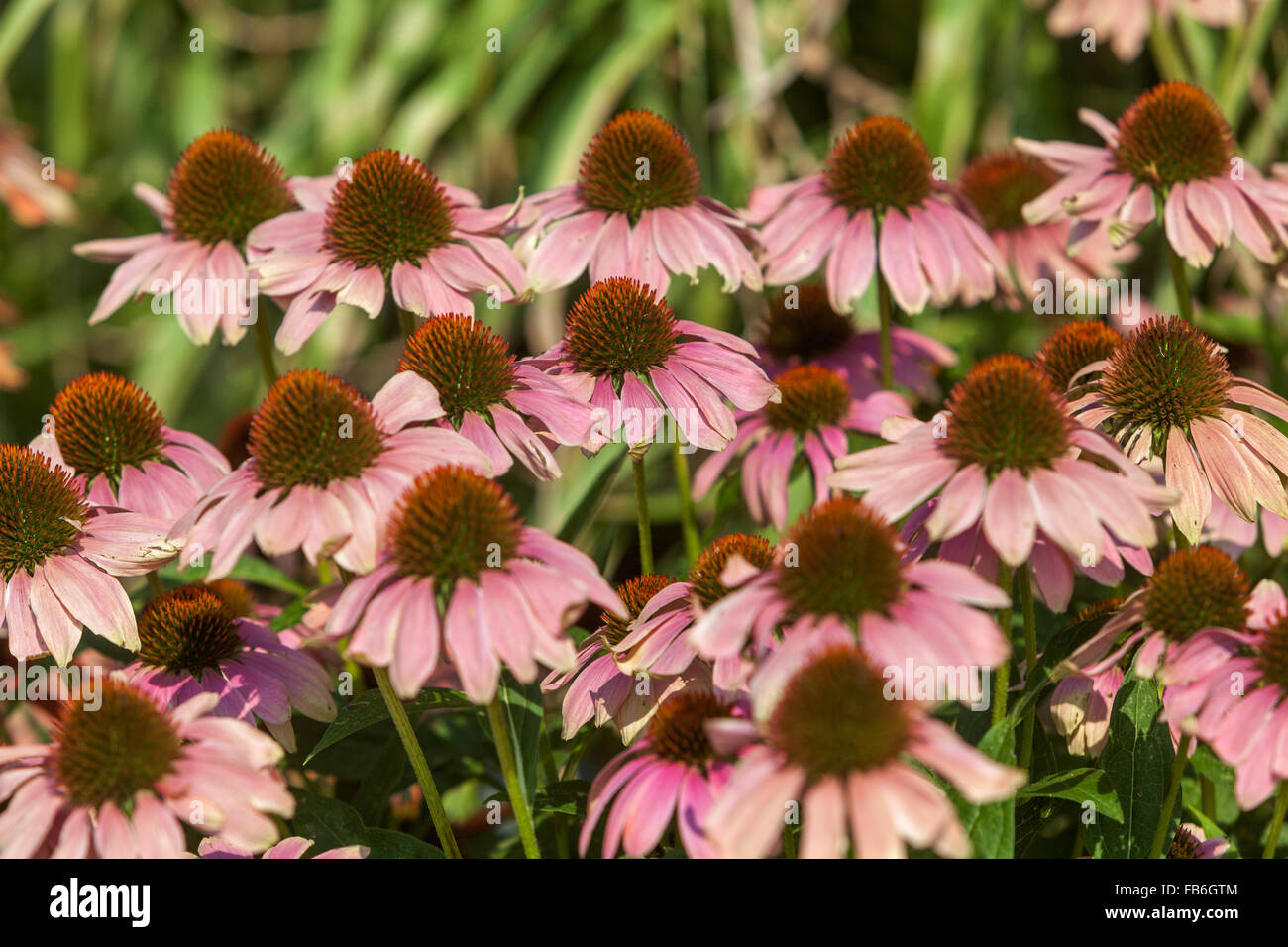 Echinacea blooming plants in a garden Stock Photo - Alamy
