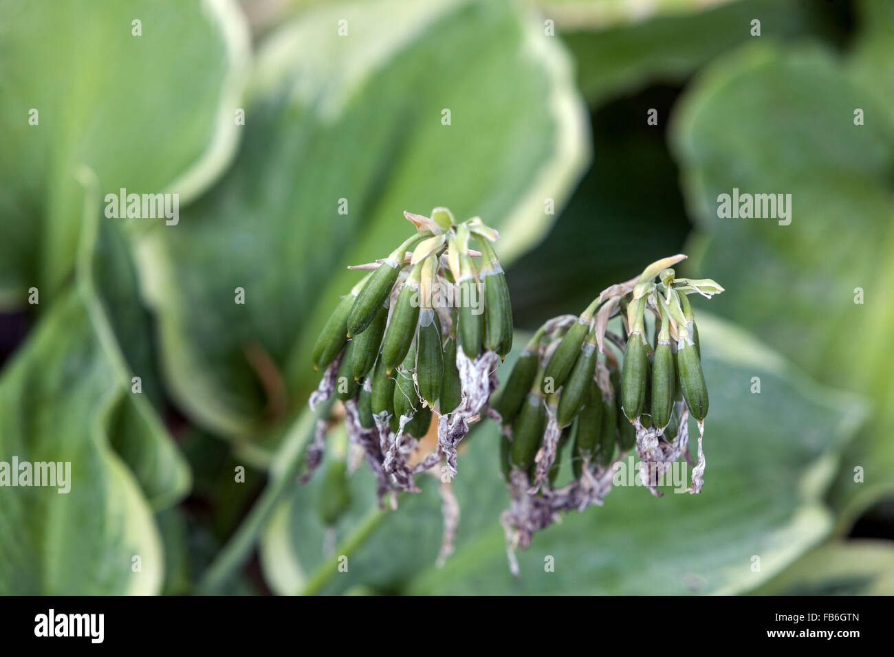 Hosta seeds hi-res stock photography and images - Alamy
