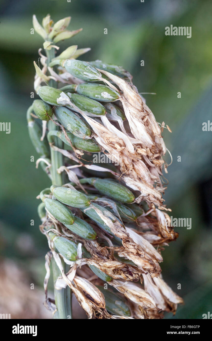Hosta seeds, close up Stock Photo - Alamy