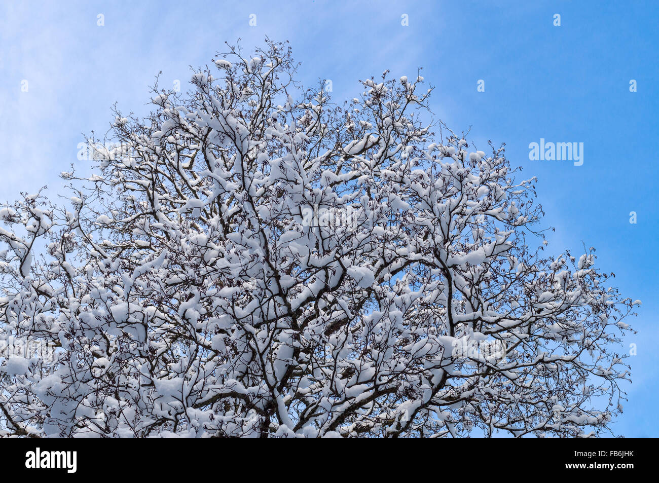Tree covered by snow against blue sky, from below view Stock Photo - Alamy