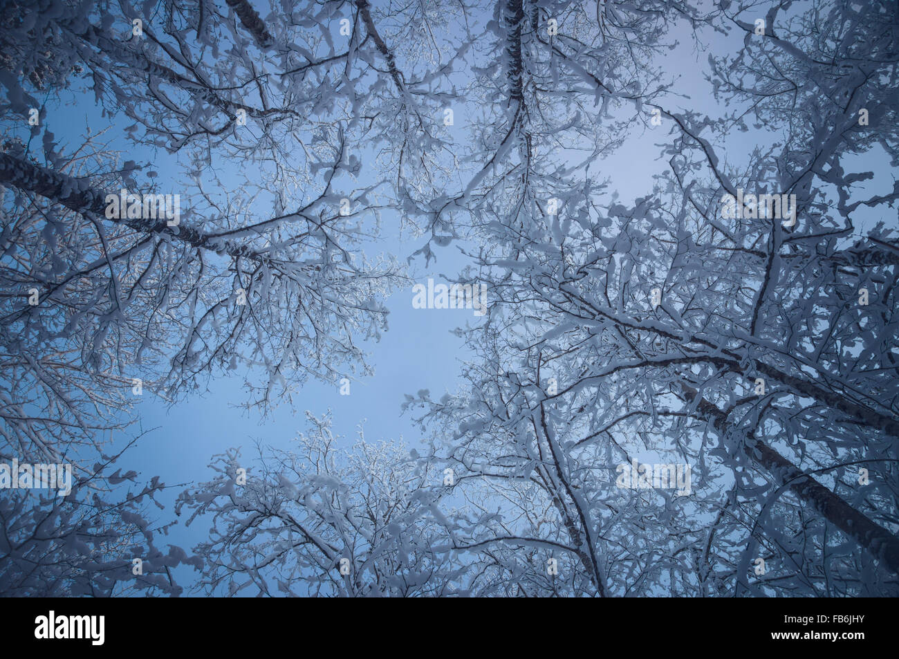 View of treetops from below hi-res stock photography and images - Alamy