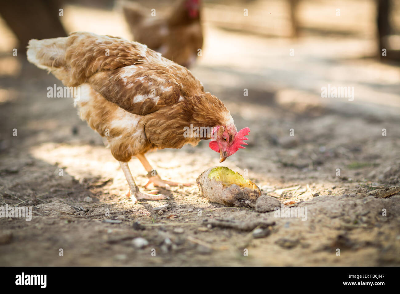 Hen in a farmyard (Gallus gallus domesticus Stock Photo - Alamy