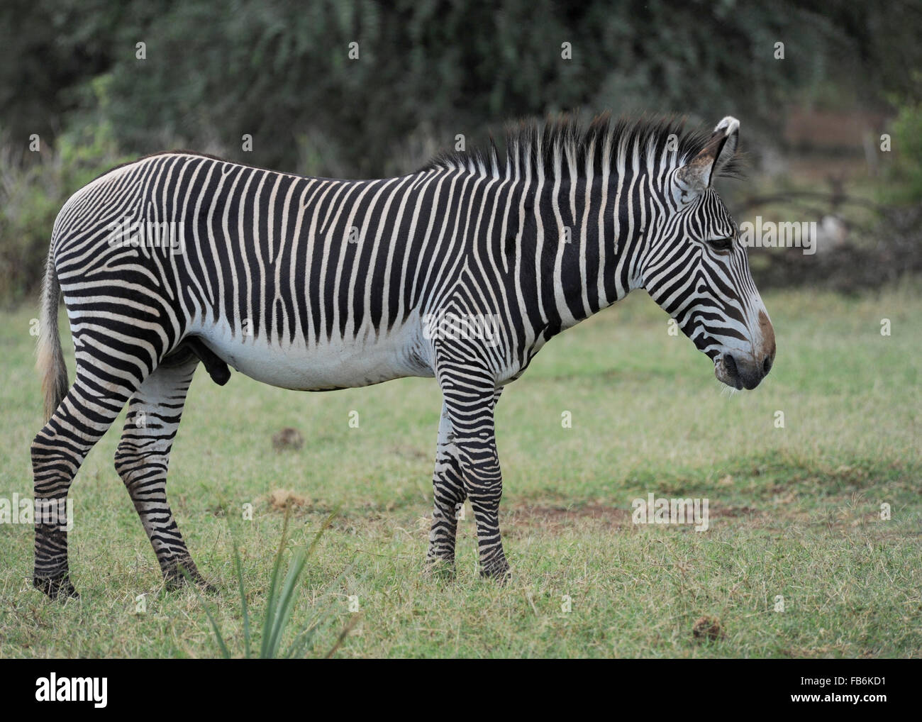 Grevy's Zebra Samburu National Park Kenya East Africa Stock Photo - Alamy