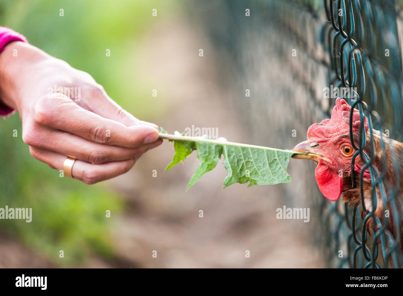 Hen in a farmyard (Gallus gallus domesticus Stock Photo - Alamy
