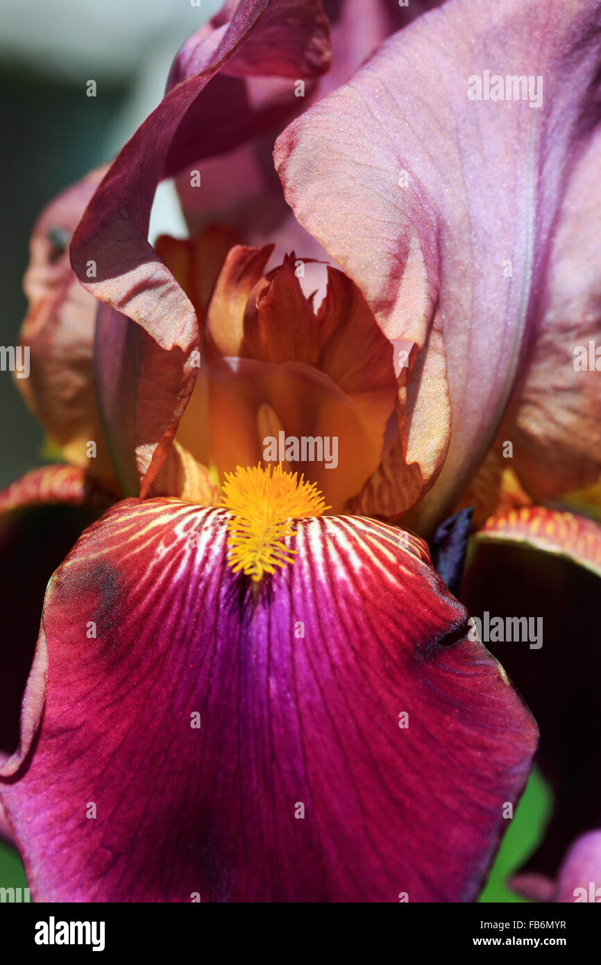 Closeup of red and purple colored iris (Iris germanica, bearded iris ...