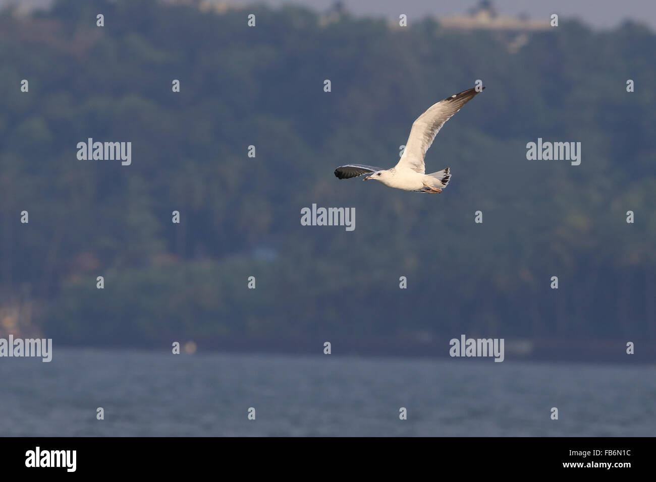 Barabensis hi-res stock photography and images - Alamy