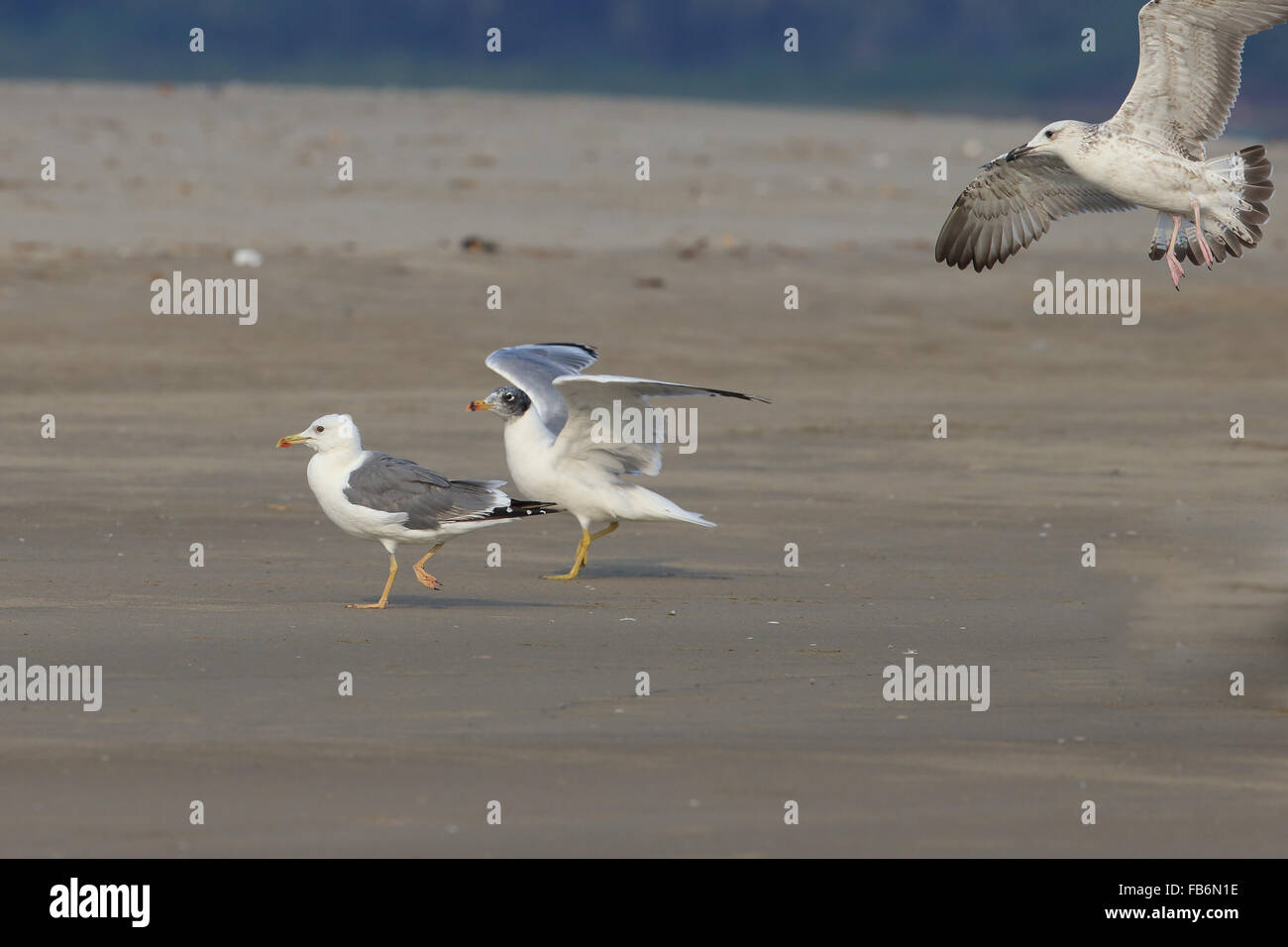 Steppe Gull (Larus (heuglini) barabensis Stock Photo - Alamy