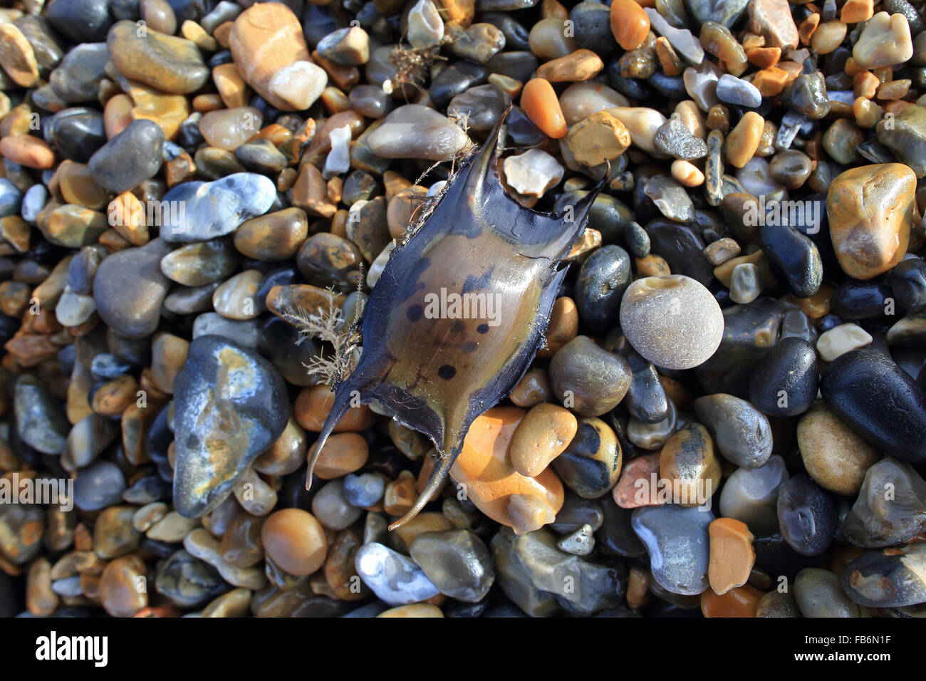 Thornback Ray Skate (Raja clavata) Egg case Mermaid's purse Stock Photo ...