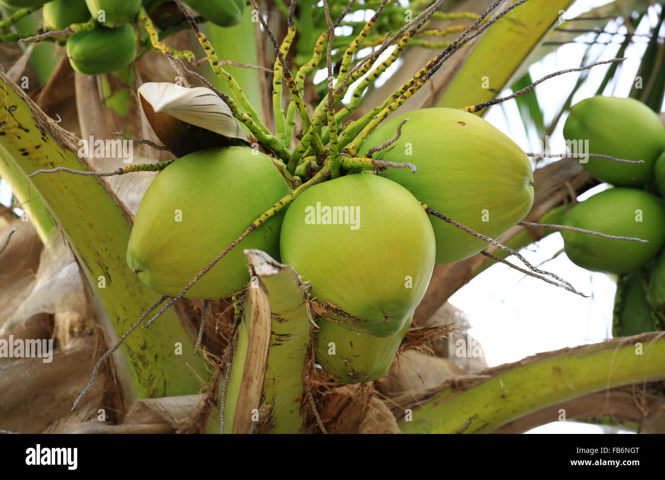 Coconuts palm tree hi-res stock photography and images - Alamy