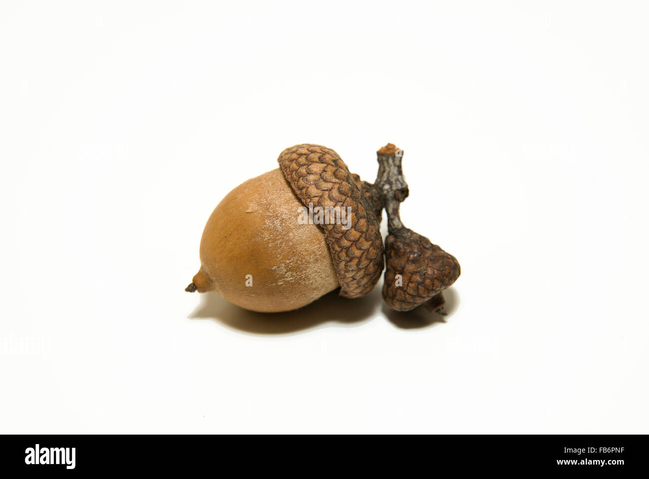 Nut cap hi-res stock photography and images - Alamy