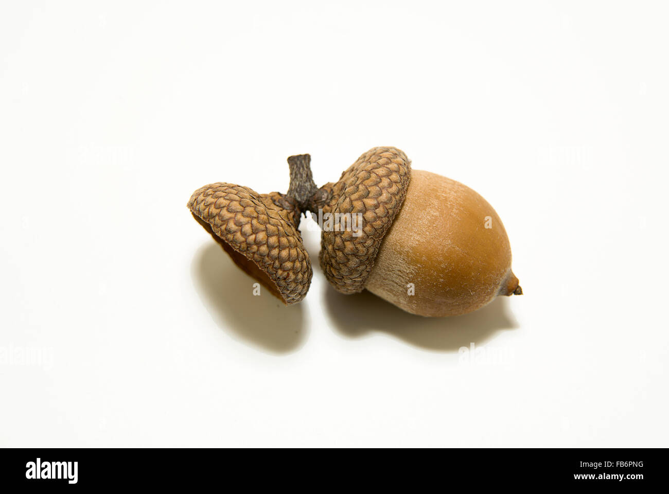 One brown acorn with cap on over white Stock Photo - Alamy