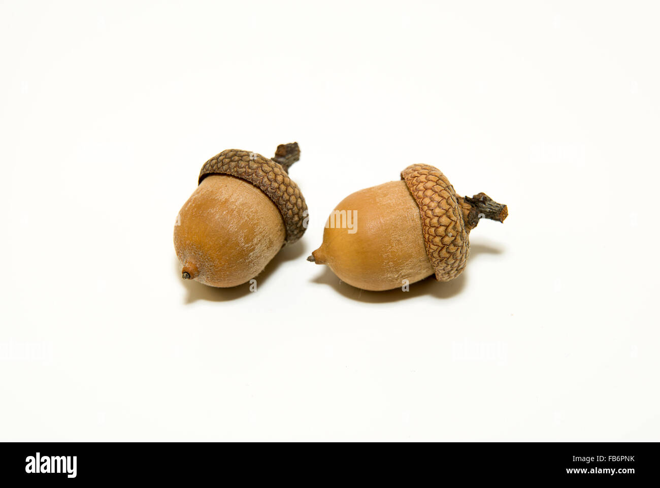 Two acorns Cut Out Stock Images & Pictures - Alamy