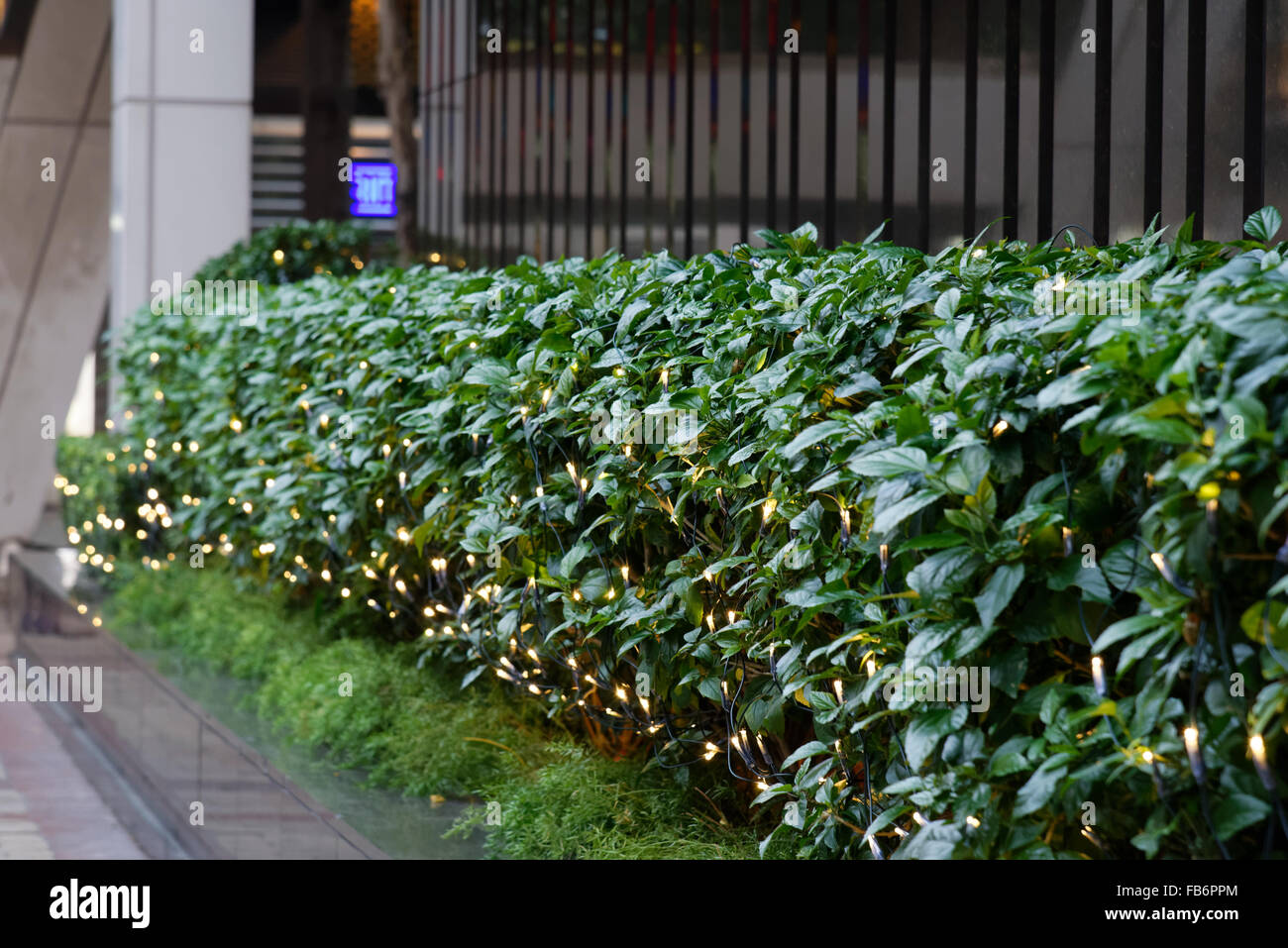 Green bushes with yellow lights of christmas decoration Stock Photo - Alamy