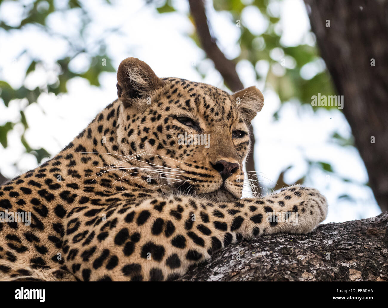 Leopard Head Shot High Resolution Stock Photography and Images - Alamy