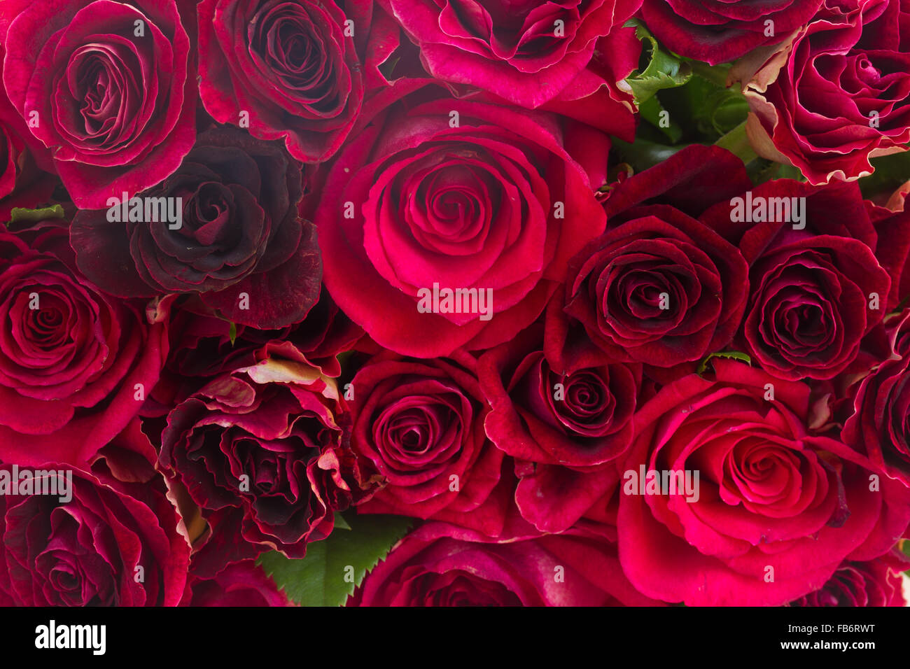 Pile red roses hi-res stock photography and images - Alamy