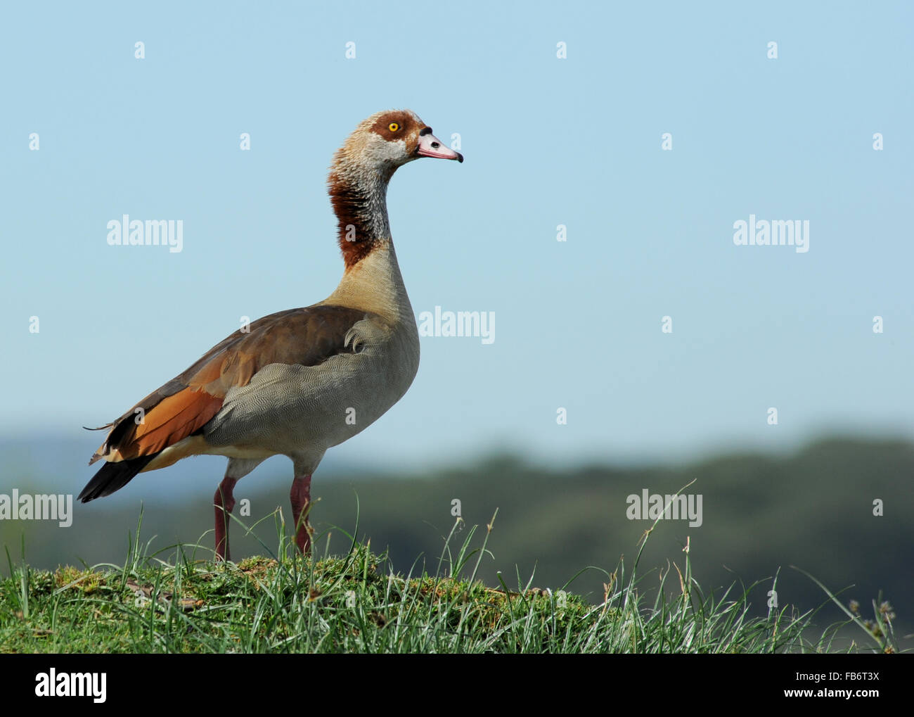 Egyptian Goose Side View Kenya East Africa Stock Photo - Alamy