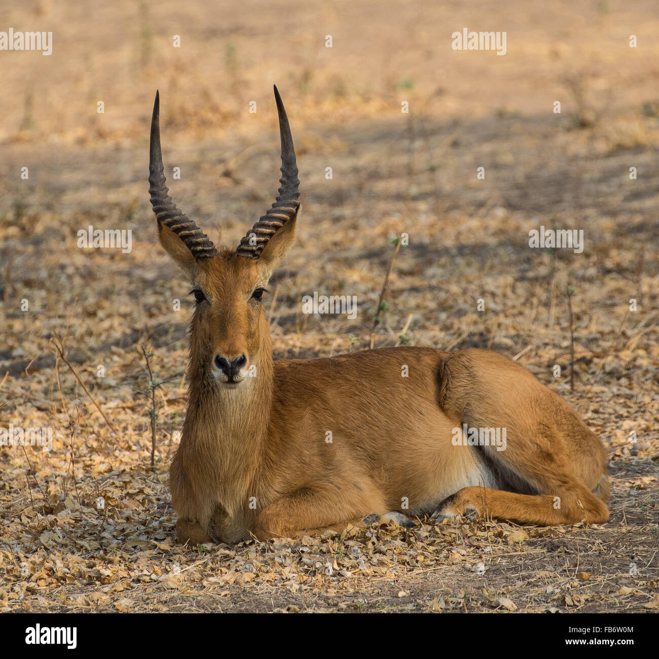 Male puku antelope hi-res stock photography and images - Alamy