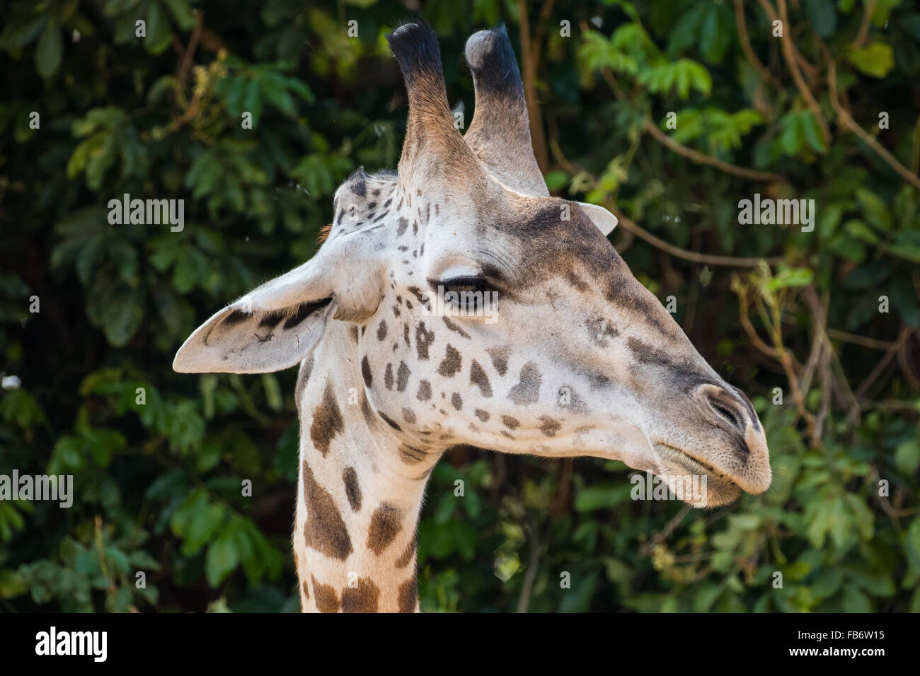 Headshot of giraffe hi-res stock photography and images - Alamy