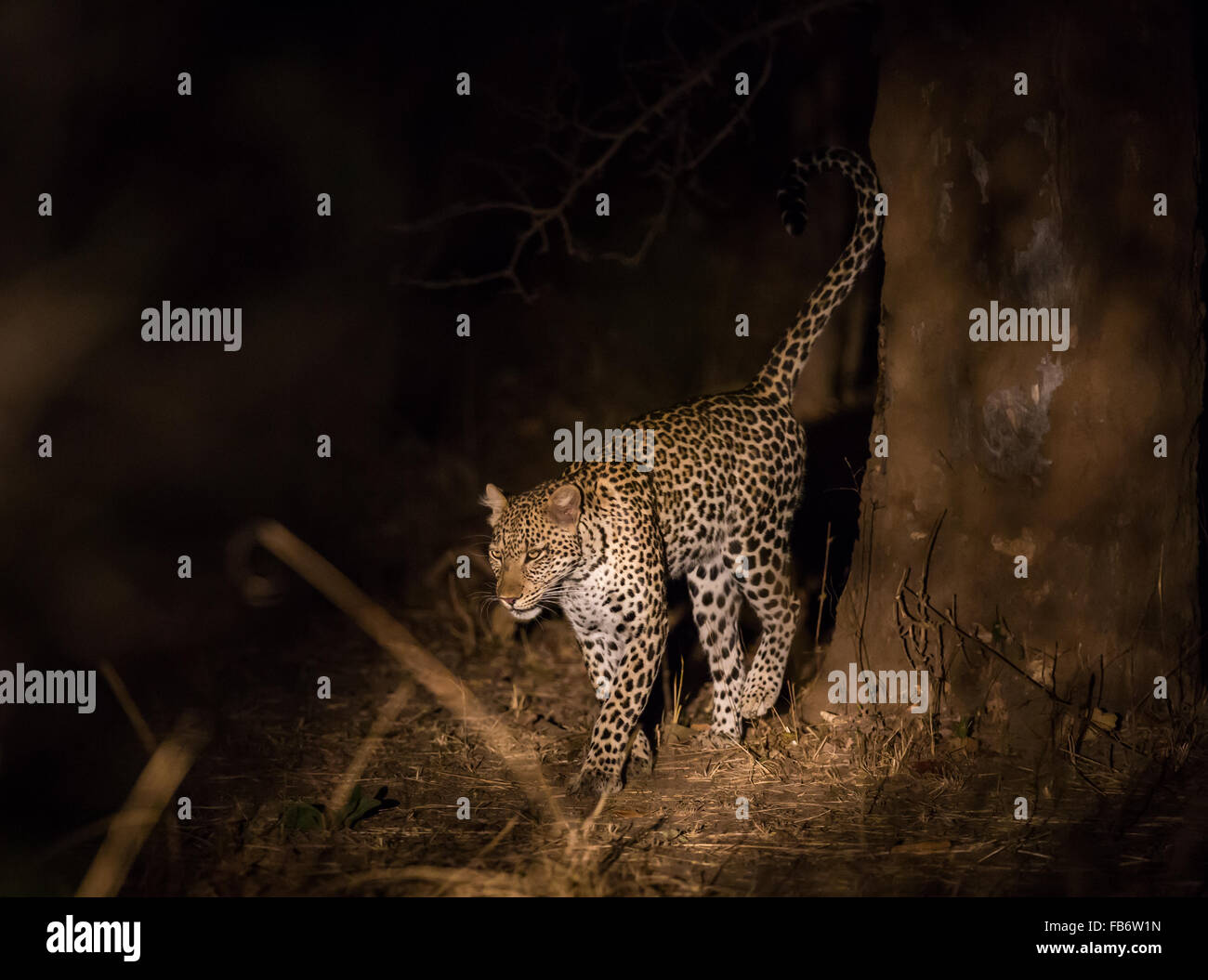 A solitary leopard (Panthera pardus) scent marks a tree at night. South ...