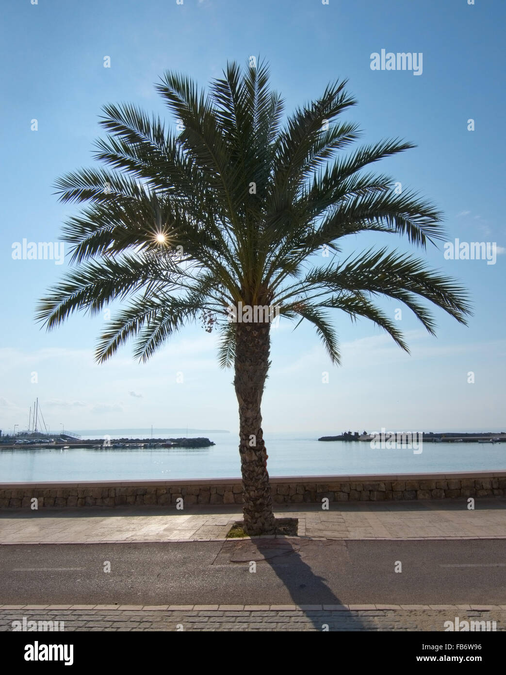 Palm tree and sun with rays pier and horizon, Majorca, Balearic islands ...