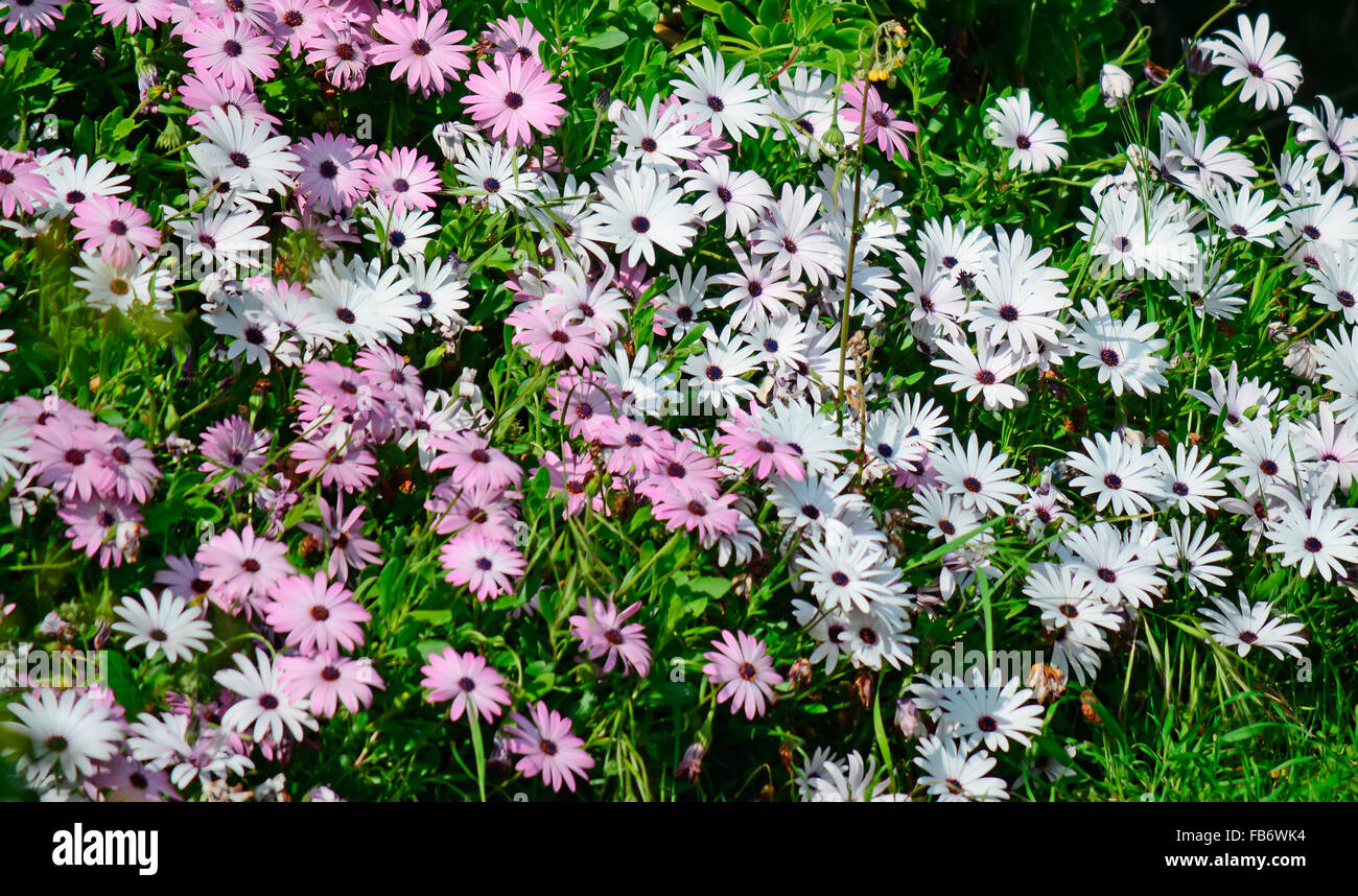 Daisies blooming in urban hi-res stock photography and images - Alamy