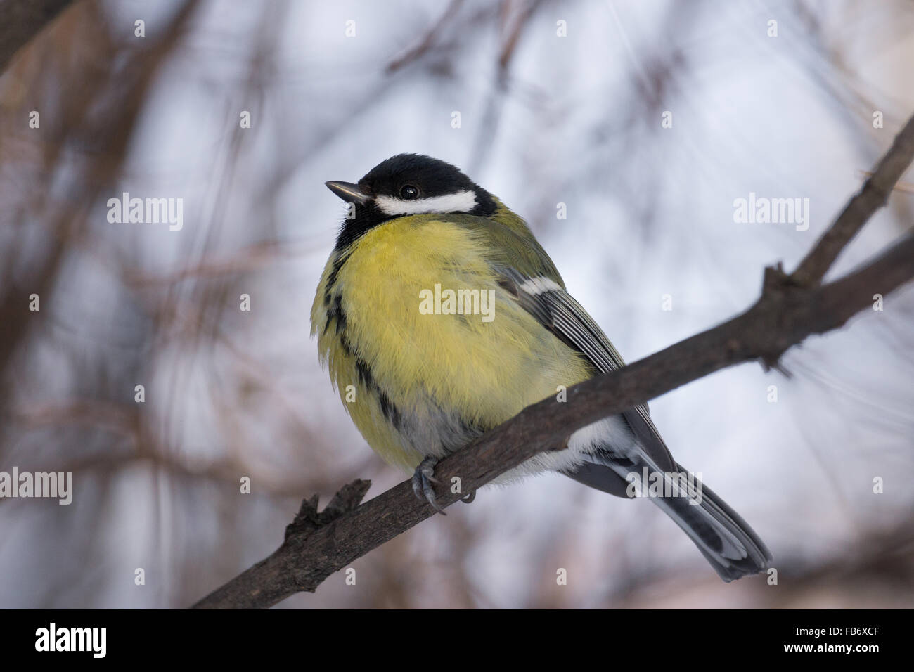 The photo shows a bird on a branch Stock Photo - Alamy