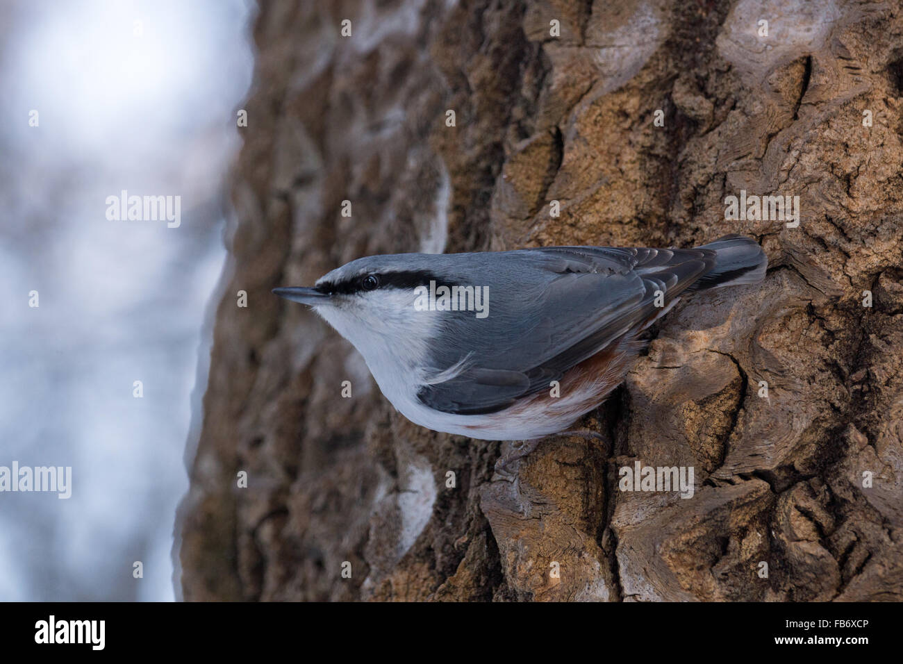 The photo depicts a nuthatch on tree Stock Photo - Alamy