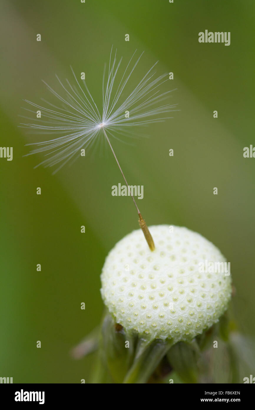 Seed dispersal wind hi-res stock photography and images - Alamy