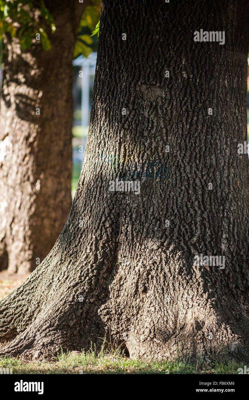 Bole bark stem trunk hi-res stock photography and images - Alamy