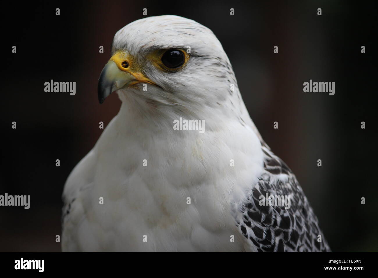portrait of a falcon Stock Photo - Alamy