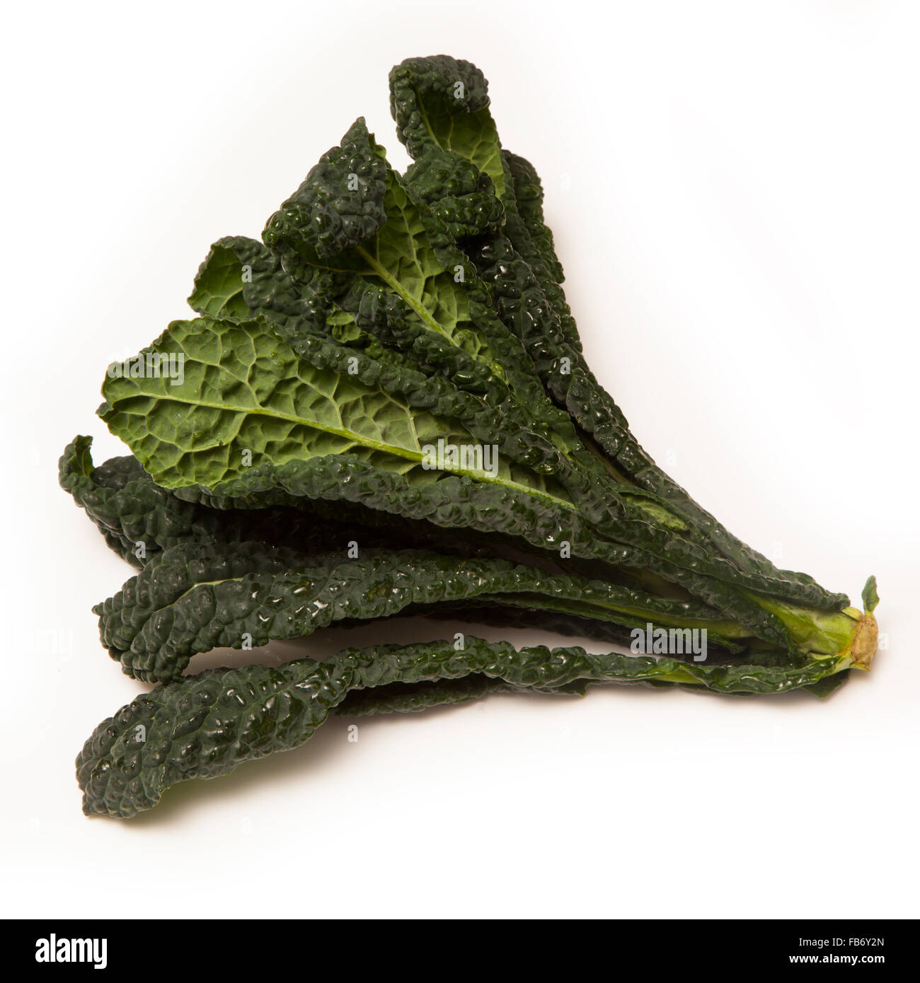 Cavolo Nero an Italian cabbage isolated on white studio background ...