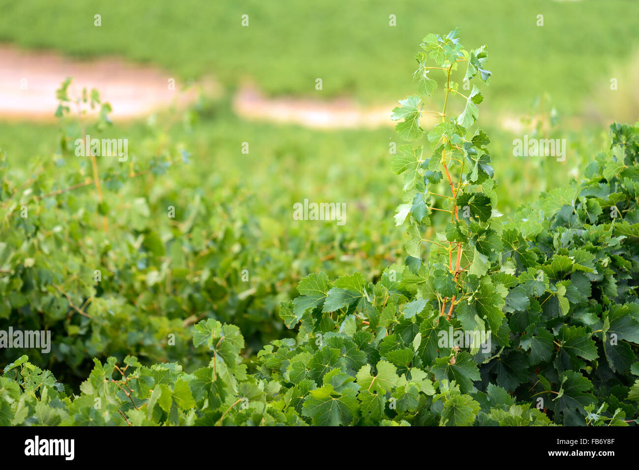 Grape stalk in Barossa valley winery, South Australia Stock Photo - Alamy