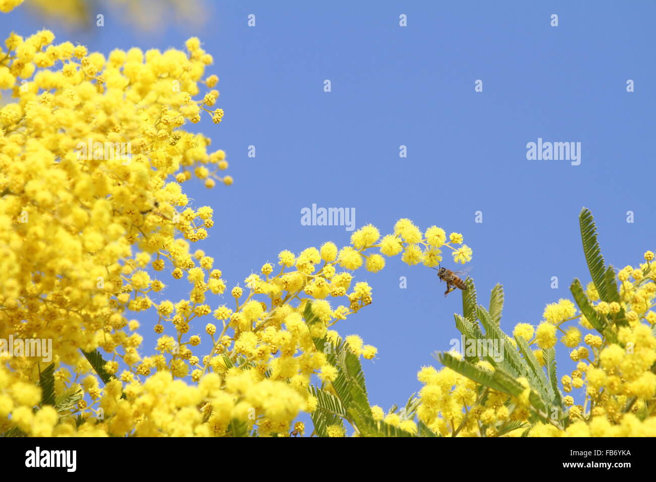 bee or honey bee gathering pollen on a mimosa tree also known as the ...