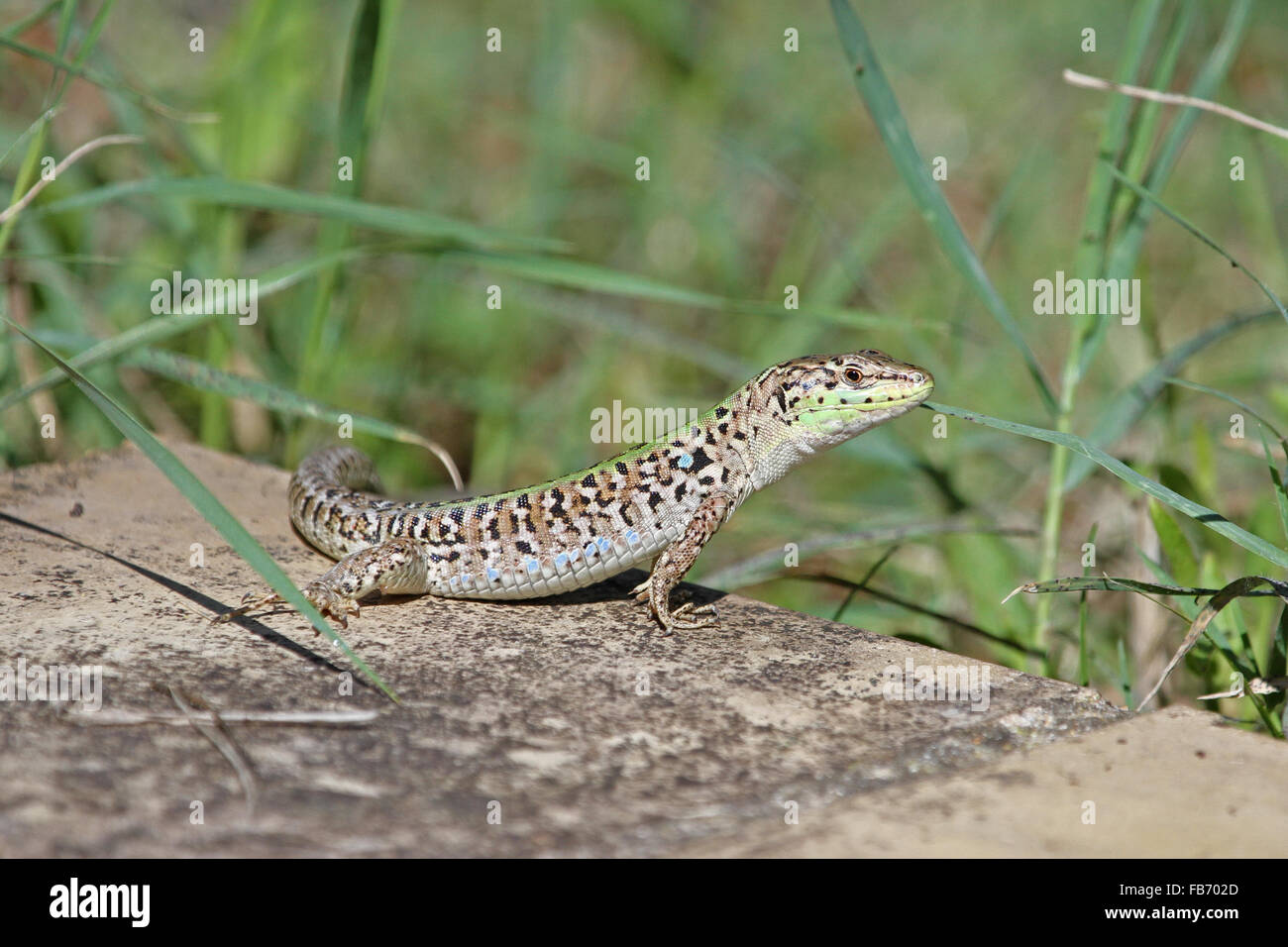 Italian wall lizard latin name podarcis sicula or muralis in summer in ...