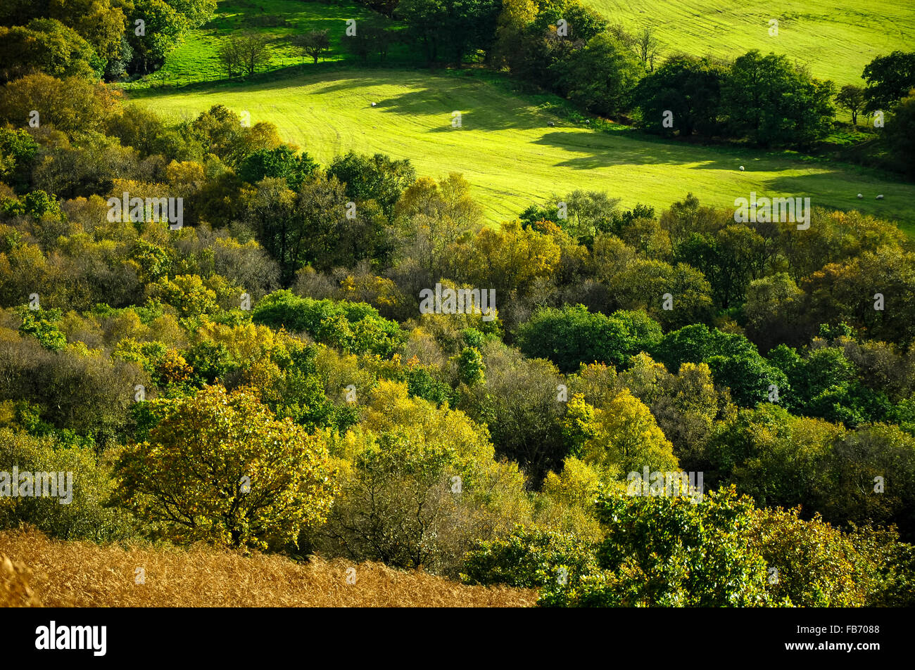 Autumn colours in the English countryside in North Derbyshire. View ...