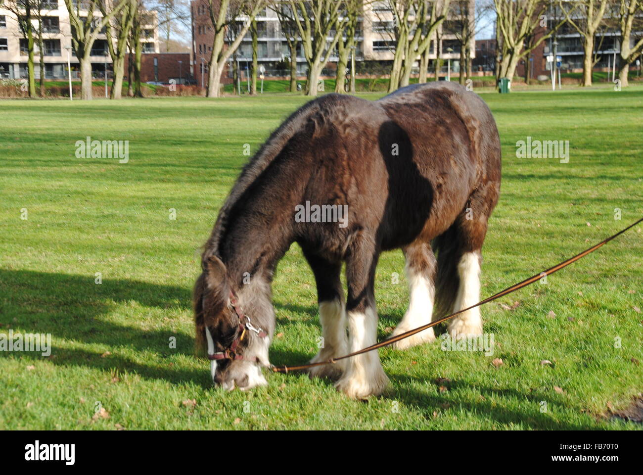 Horse being taken for a walk in a park Stock Photo - Alamy