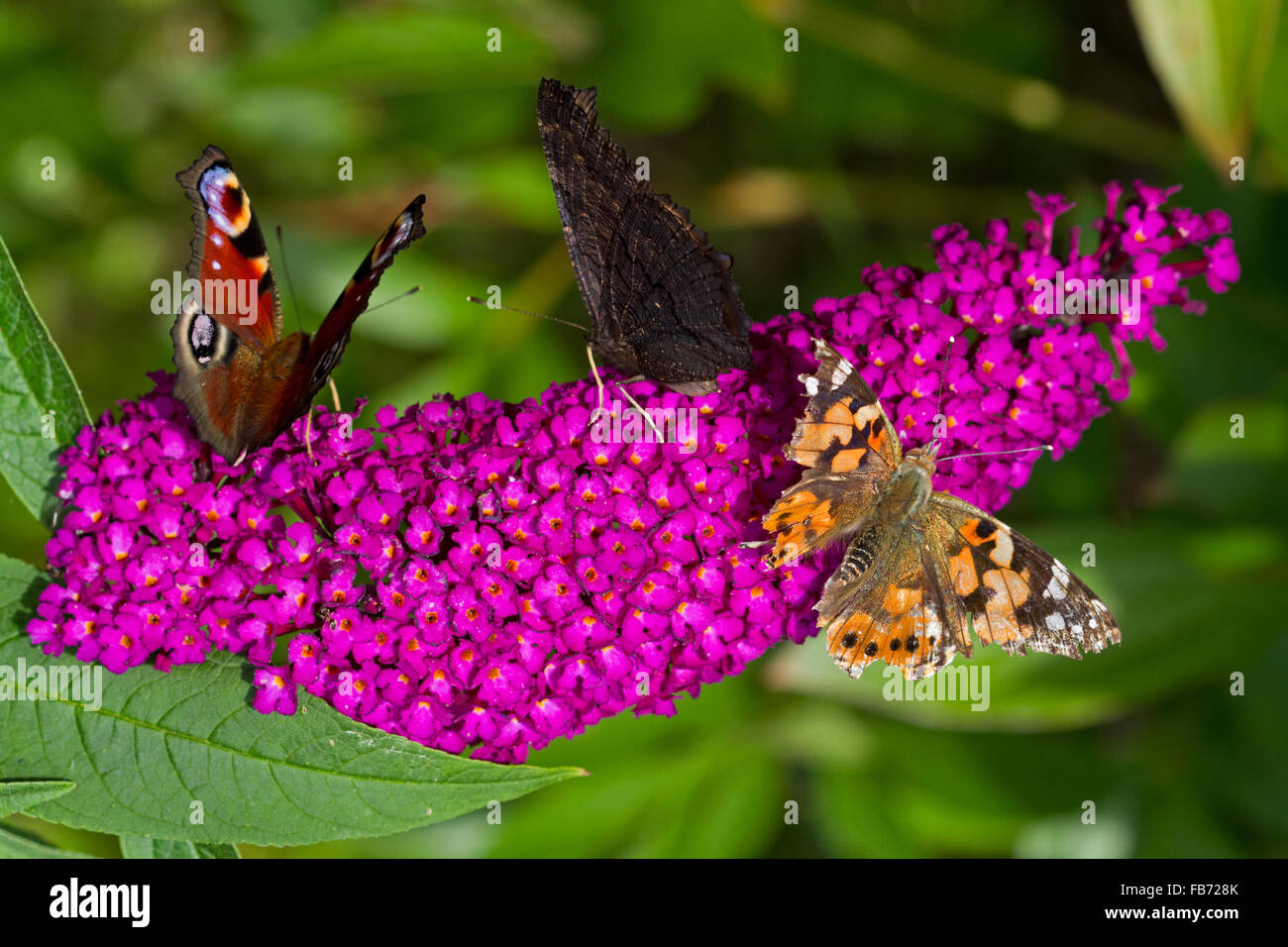 European Peacocks (Aglais io) and Comma (Polygonia c-album) on Summer ...